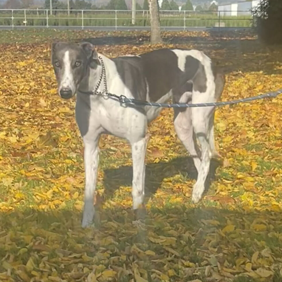 Moat Bailey | Northwest Canadian Greyhound League